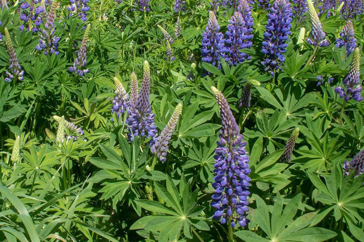 Wildflower Guide | Sun Peaks Resort